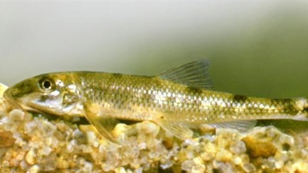 Danubian gudgeon (Fish of Serbia - guide) · iNaturalist