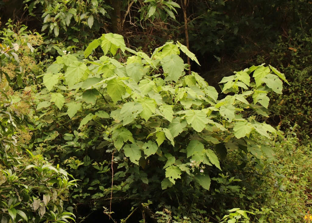 African hemp from Forest Walk, Touw River, Wilderness on October 28 ...