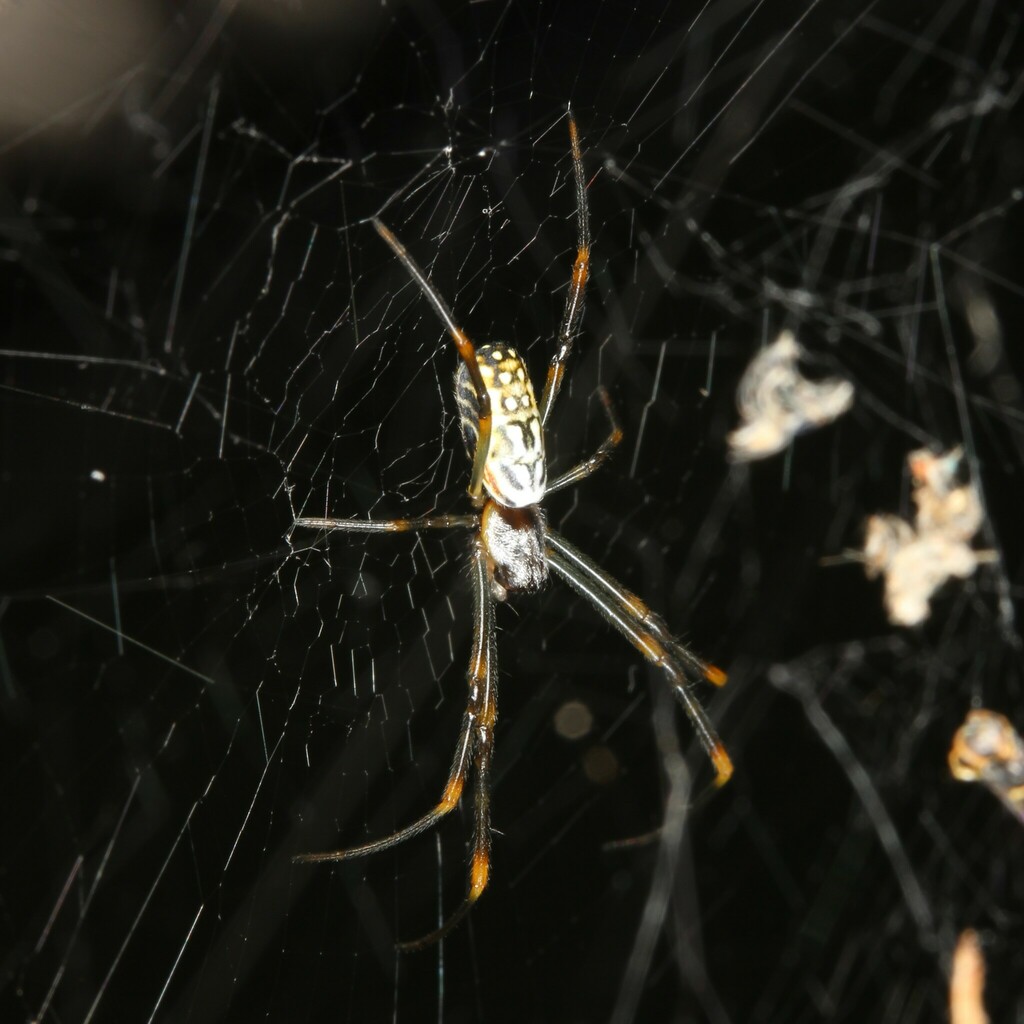 Tiger Spider from Lower Oxley Creek on October 31, 2022 at 07:56 AM by ...