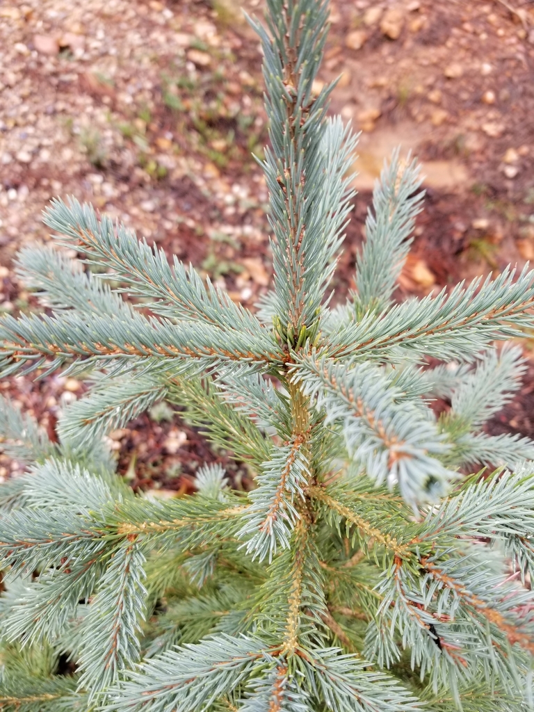 blue spruce from Coconino County, US-AZ, US on August 22, 2018 at 12:22 ...