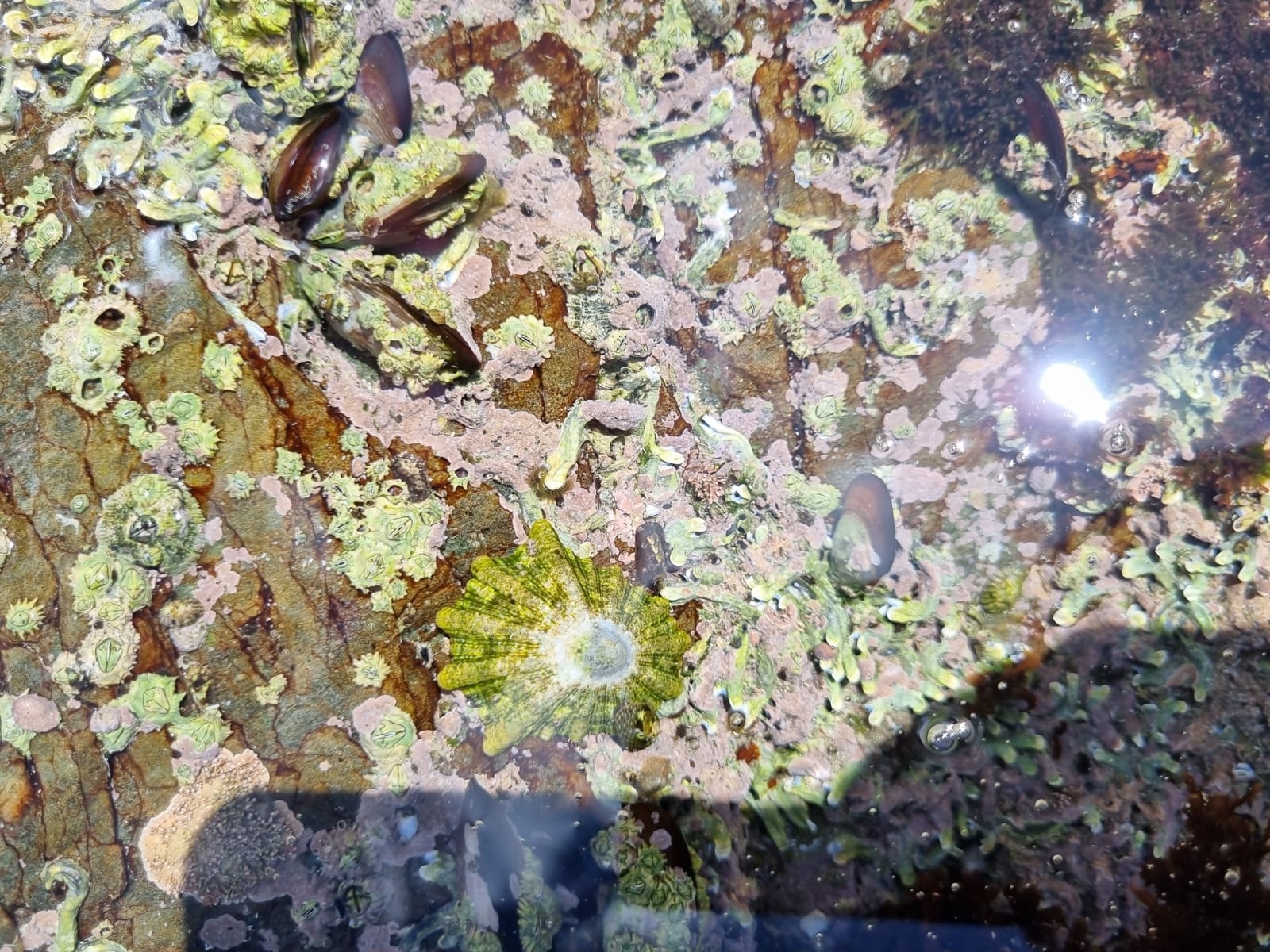 Cymbula oculus (Born, 1778)