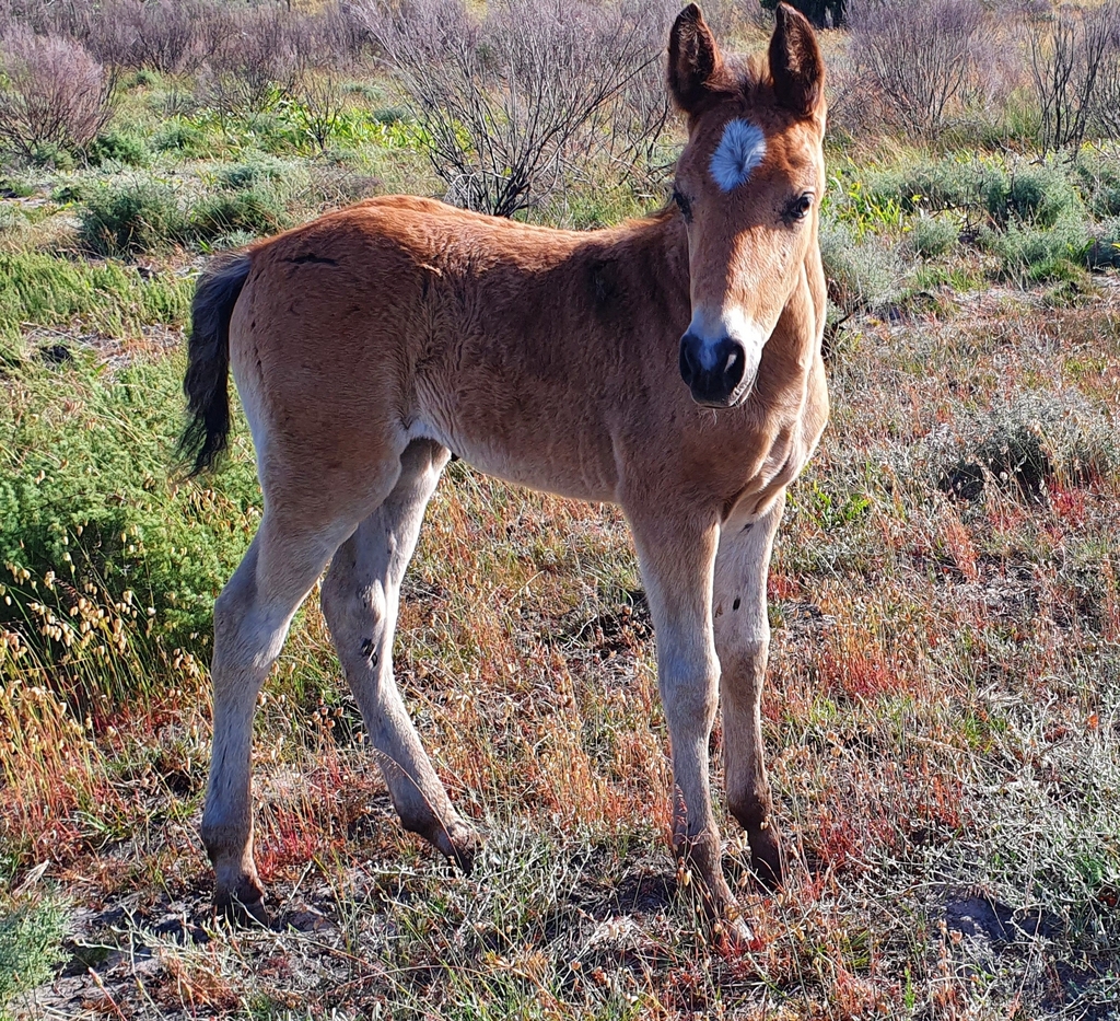 Domestic Horse from Overstrand Local Municipality, South Africa on ...