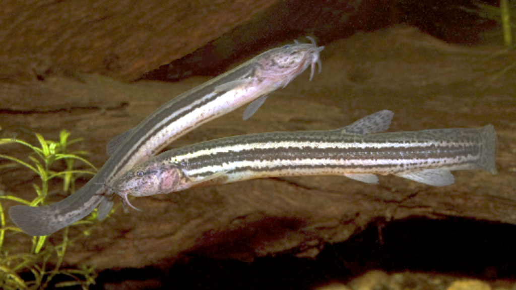 European Weather-fish (Fish of Serbia - guide) · iNaturalist