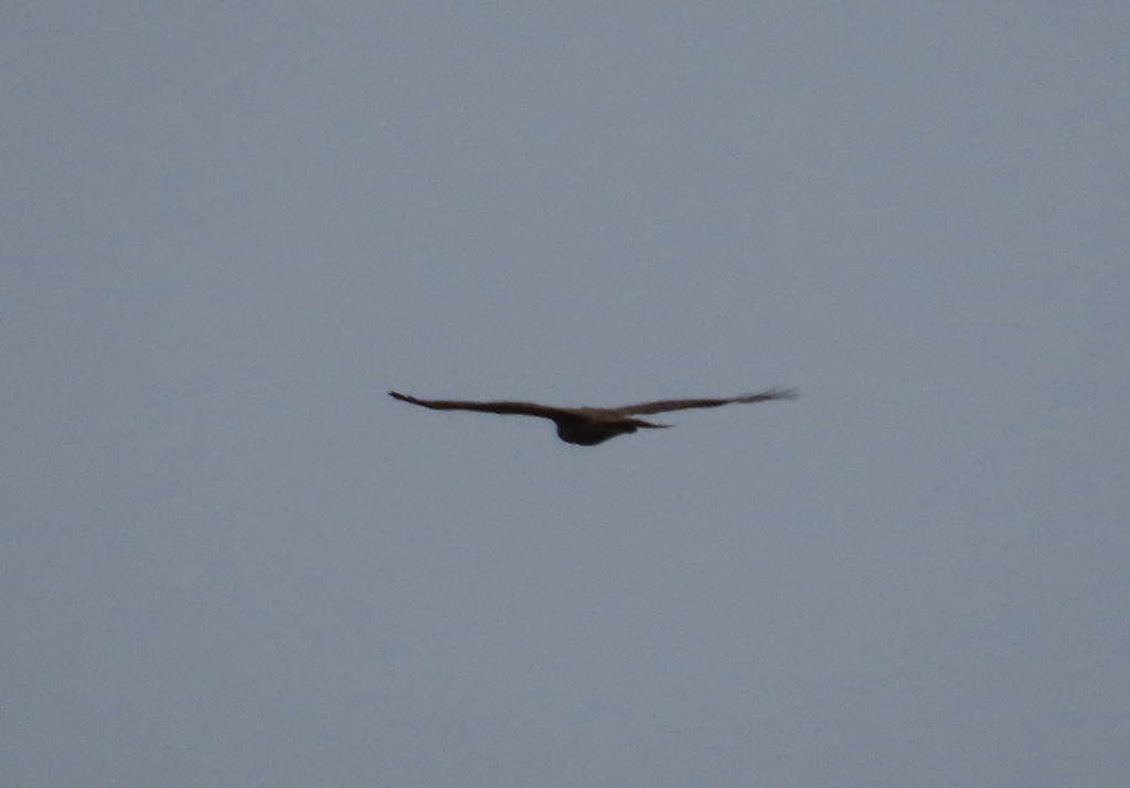 Hawks, Eagles, and Kites from Success St, Acacia Ridge, QLD, AU on ...