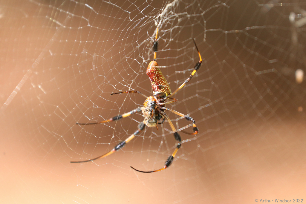 Golden Silk Spider from Jupiter Inlet Lighthouse Outstanding Natural ...