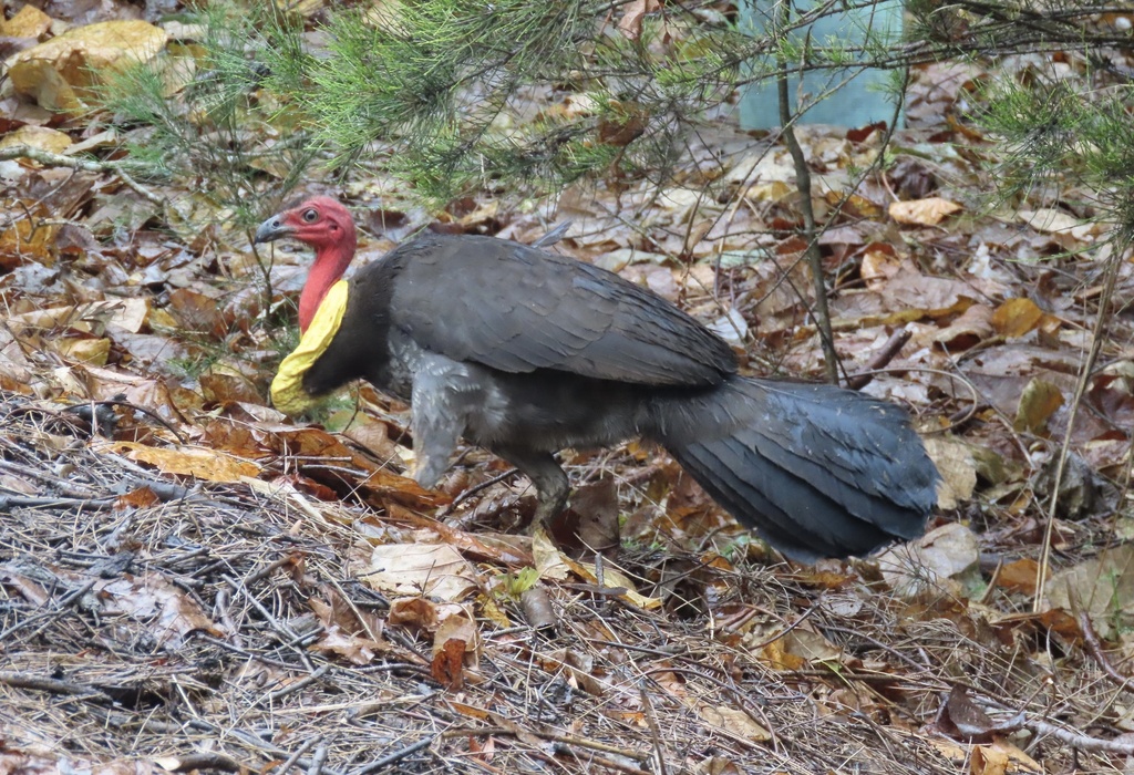 Australian Brushturkey from Orion St, Coorparoo, QLD, AU on November 01 ...