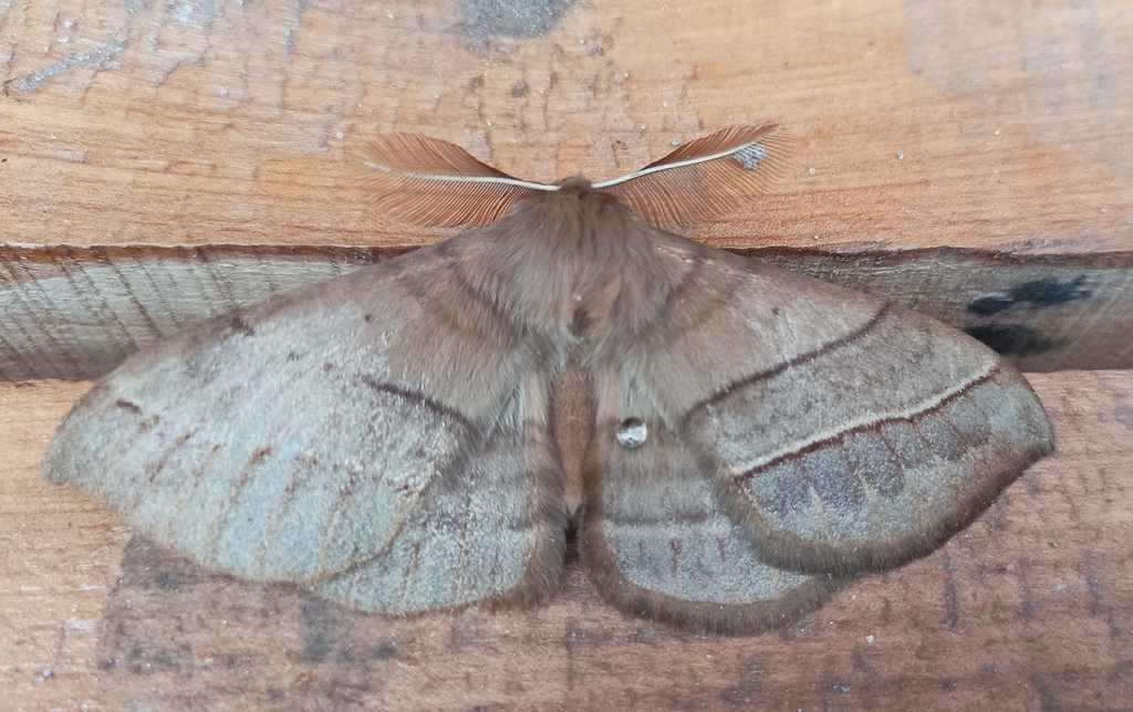 Monkey Moths from Bheema Udiya, Munsyari, Uttarakhand 262554, India on ...