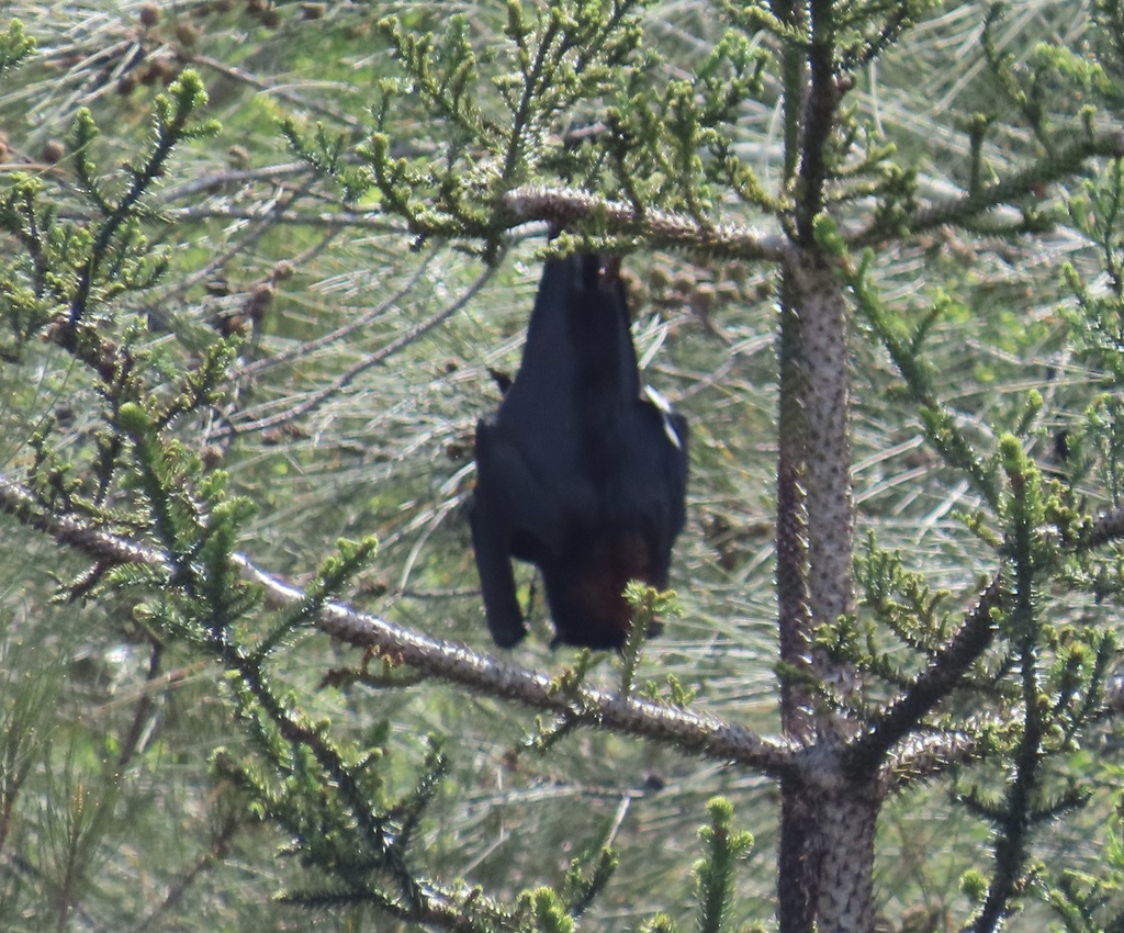 Black Flying Fox from Toohey Forest Park, Nathan, QLD, AU on November 1 ...