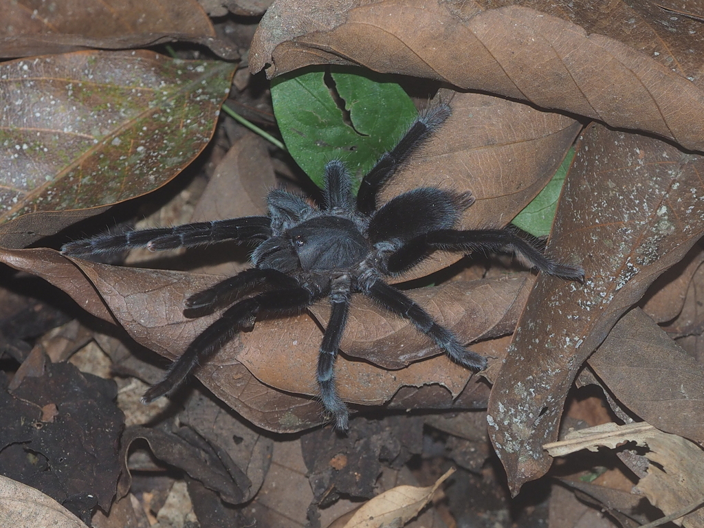 Javan Yellow-kneed Tarantula from Serang Regency, Banten, Indonesia on ...