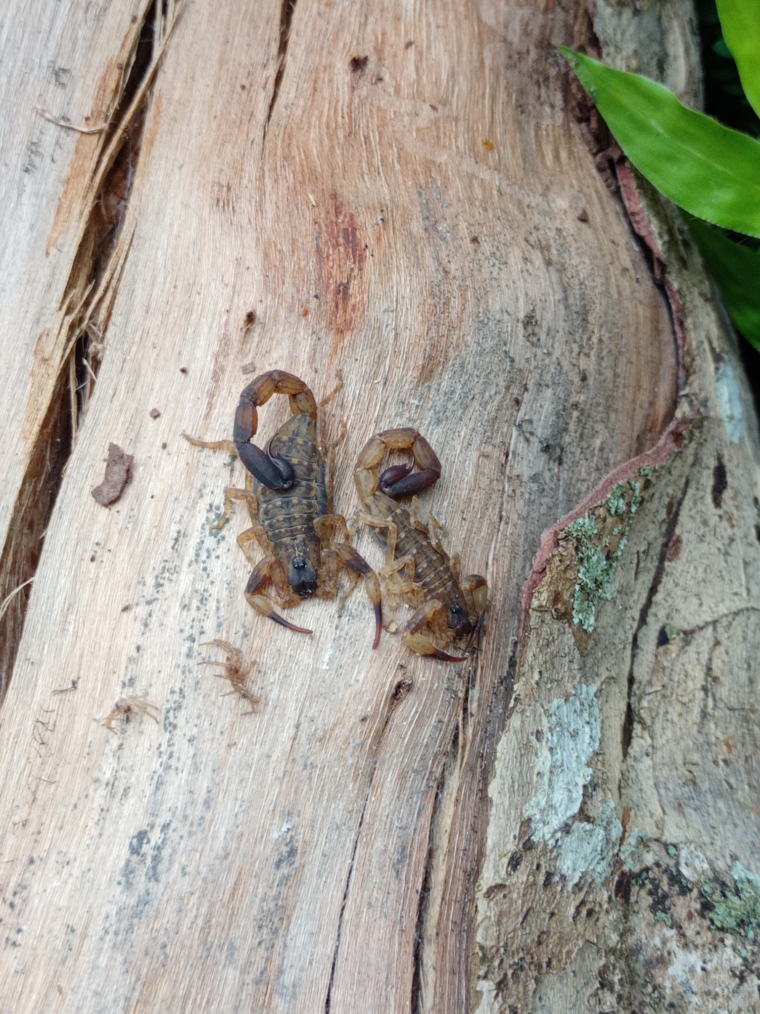 Lychas mucronatus (Fabricius, 1798)