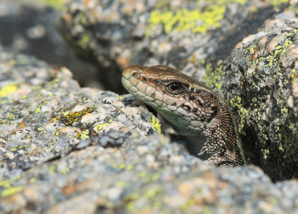 Pyrenean Rock Lizard in July 2015 by Guillaume Labeyrie · iNaturalist