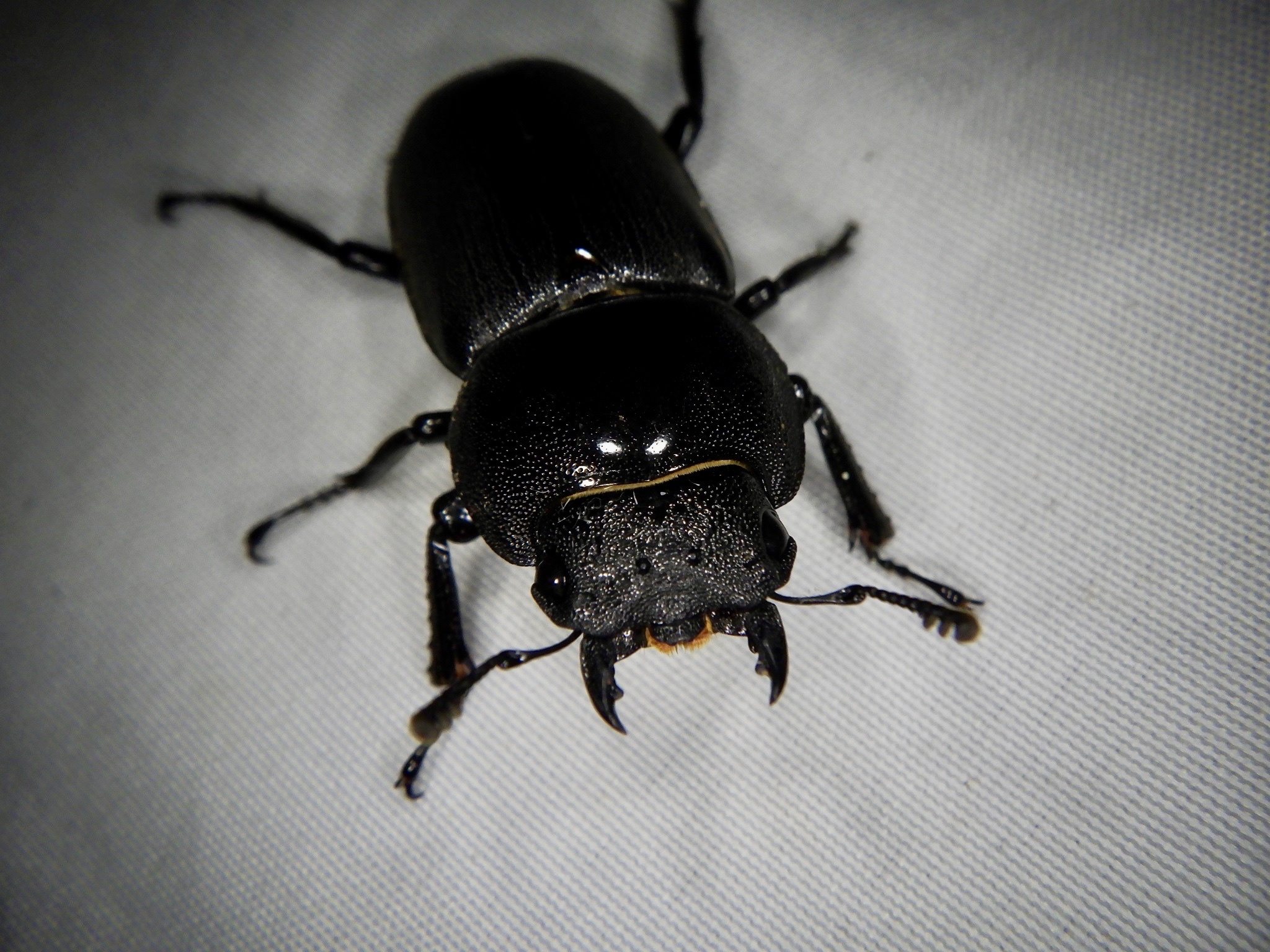 Dorcus rectus rectus