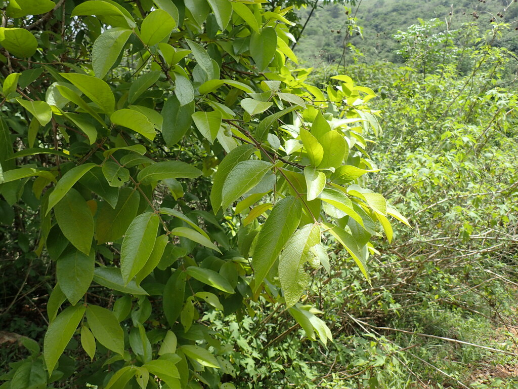 Velvet Bushwillow from Mbongolwane, South Africa on October 30, 2022 at ...