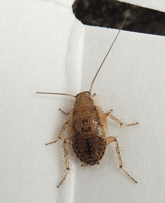 Tawny Cockroach from New Jersey, United States on August 26, 2018 at 05 ...