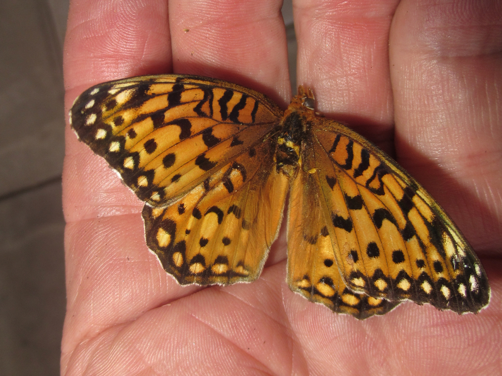 Edwards's Fritillary (Zion National Park Butterfly Guide 🦋) · iNaturalist