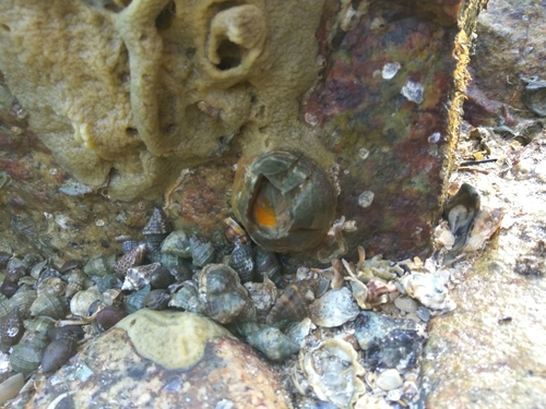 Genus Striatobalanus · iNaturalist