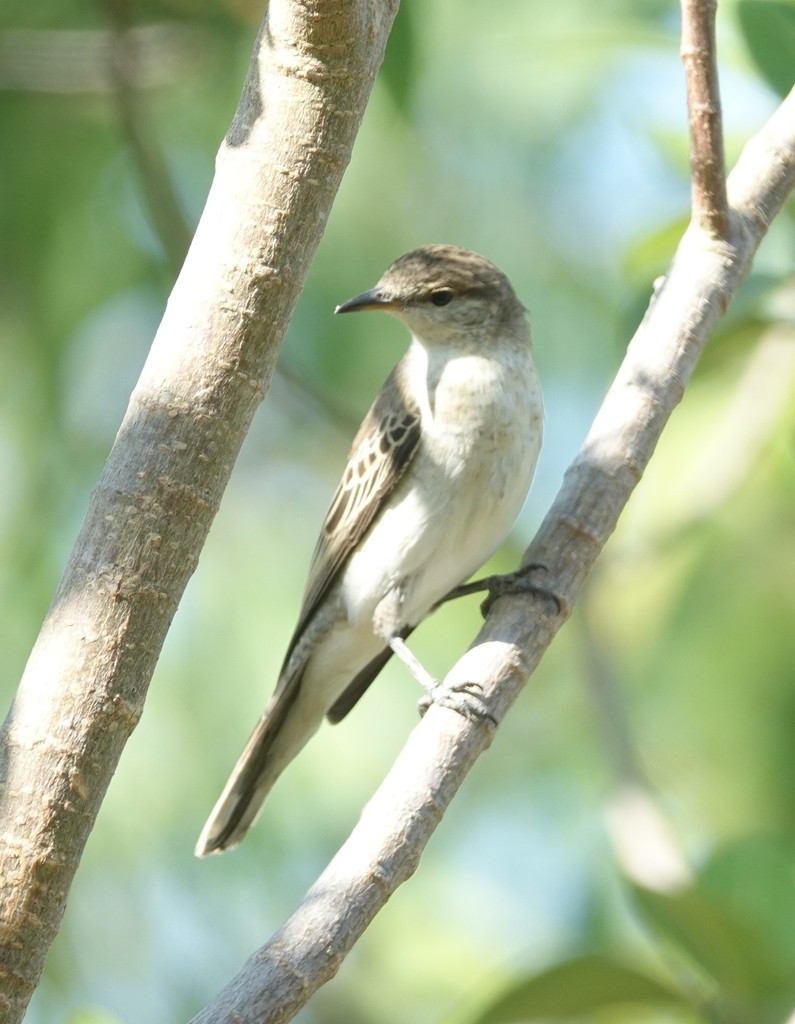 White-winged Triller from East Point NT 0820, Australia on August 10 ...