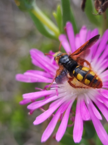 Scolia chrysotricha · iNaturalist