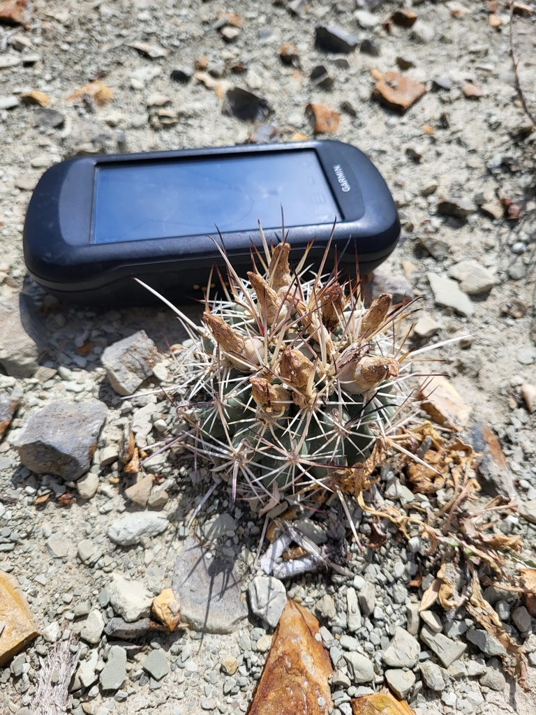 Uinta Basin Hookless Cactus in June 2022 by Victor G. Balderas ...
