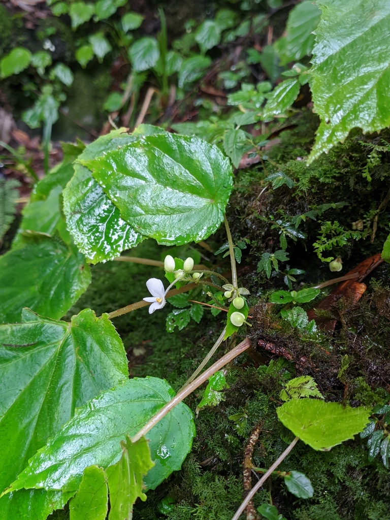 Begonia josephi from Bhujung 33600, Nepal on July 9, 2022 at 03:49 PM ...