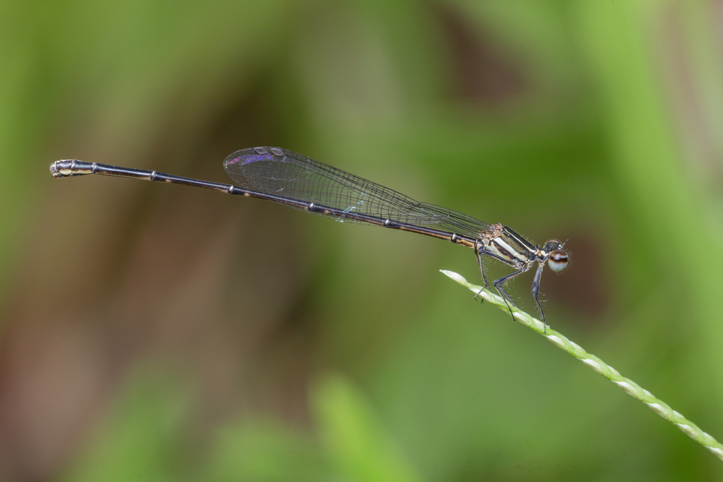 Orange-striped Threadtail from Central Water Catchment, Singapore on ...