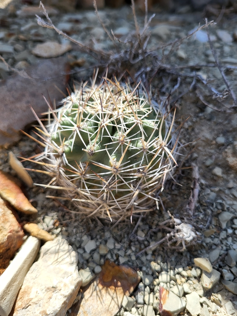 Uinta Basin Hookless Cactus in July 2022 by Victor G. Balderas ...