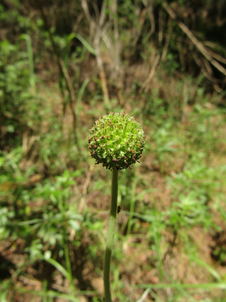 Bidibid from Concepcion, Bío Bío, Chile on October 31, 2022 at 12:39 PM ...