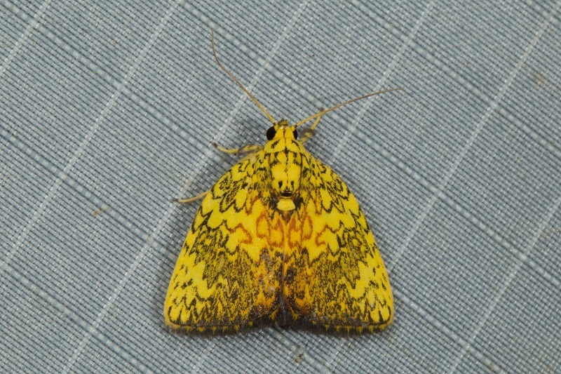 Siglophora cymographa from Fraser's Hill, Pahang, Malaysia on April 28 ...