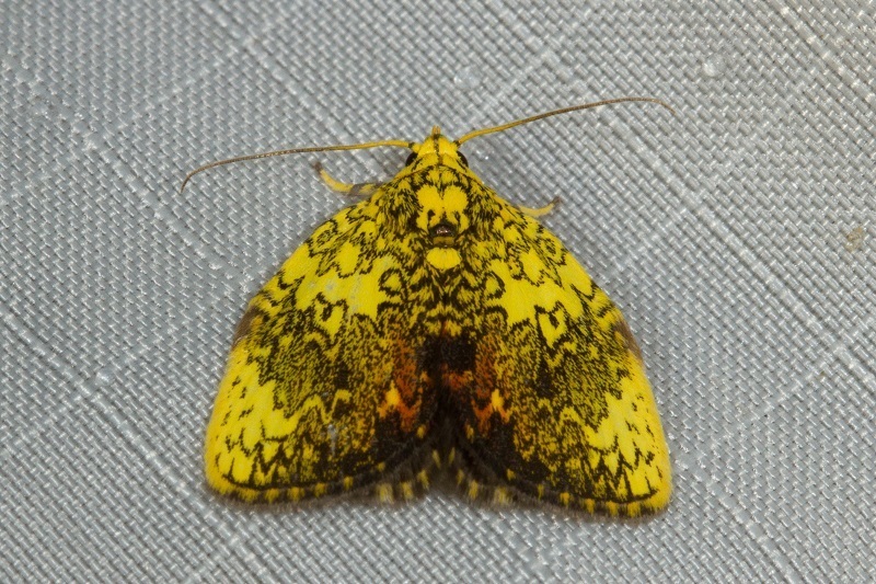 Siglophora from Fraser's Hill, Pahang, Malaysia on August 4, 2016 at 10 ...