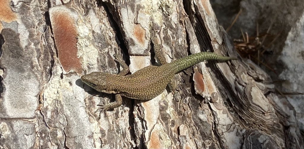 Moroccan Rock Lizard from Menorca, Ciutadella de Menorca, Balearen, ES ...