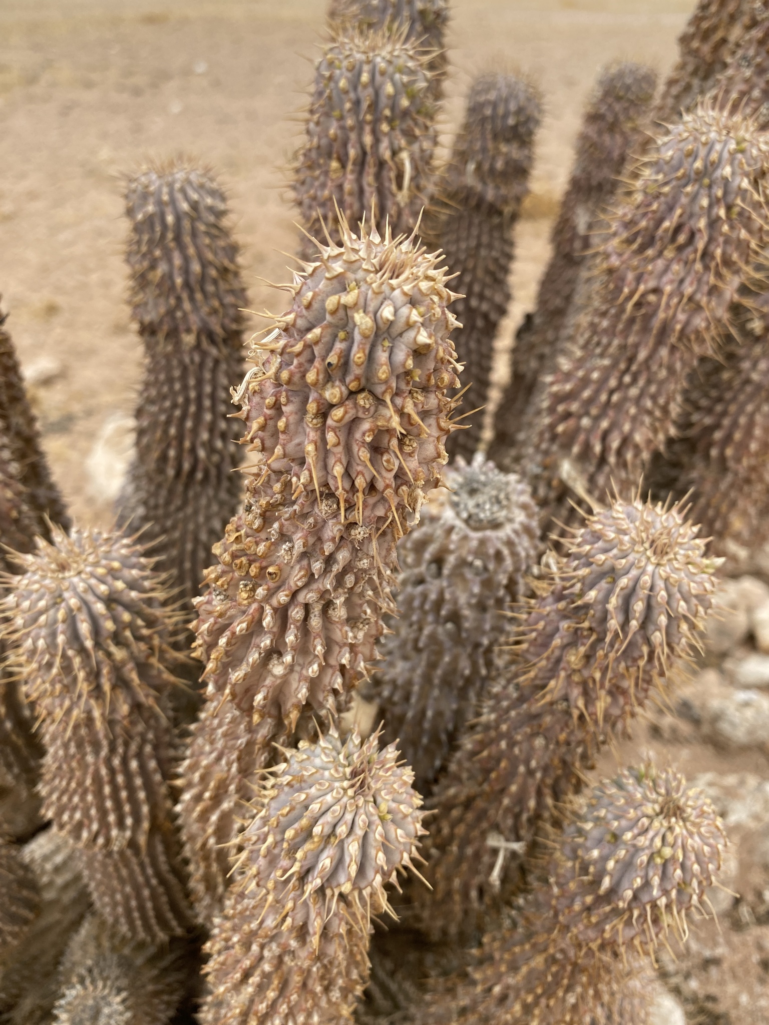 Hoodia currorii (Hook.) Decne.