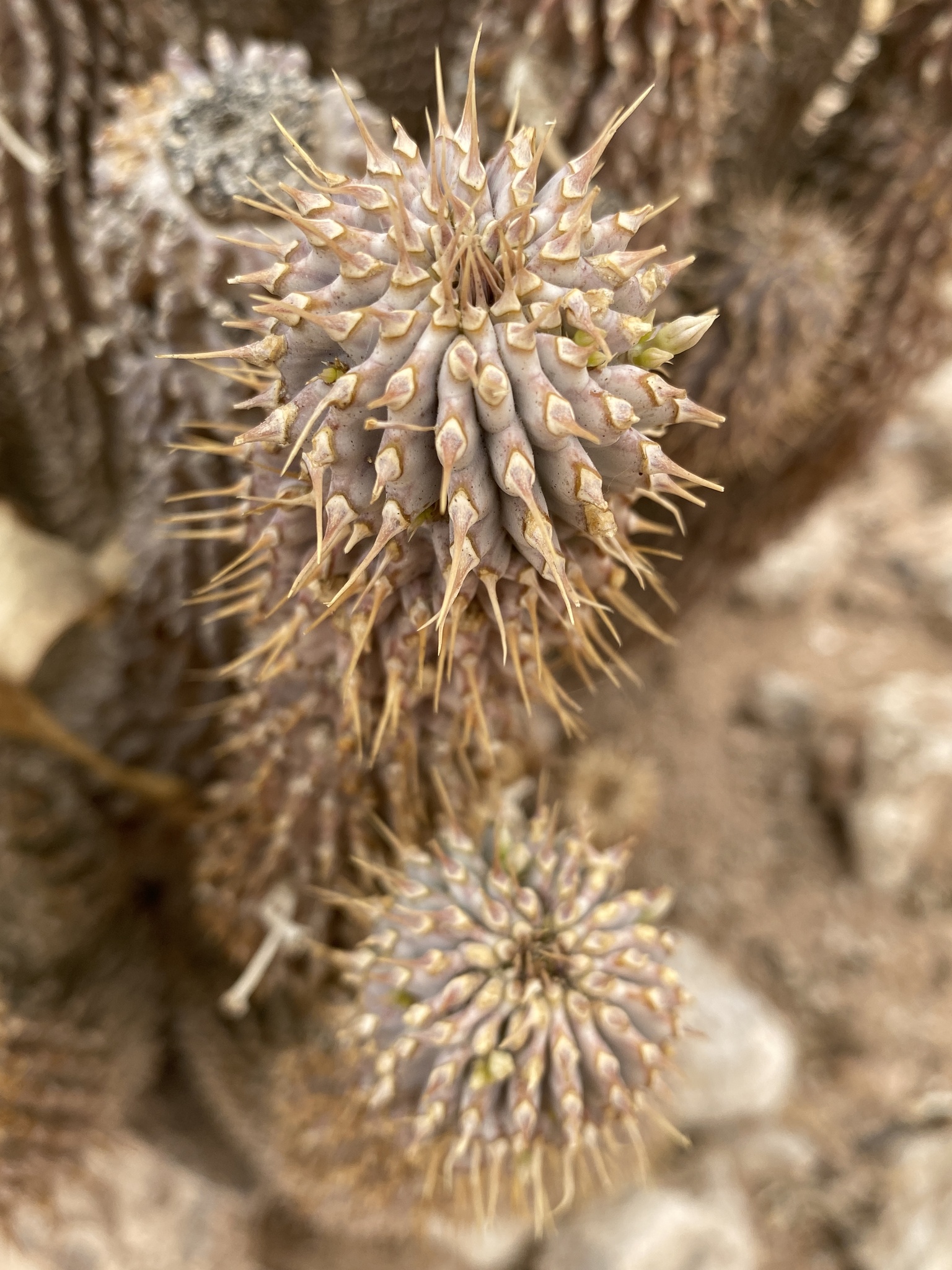 Hoodia currorii (Hook.) Decne.