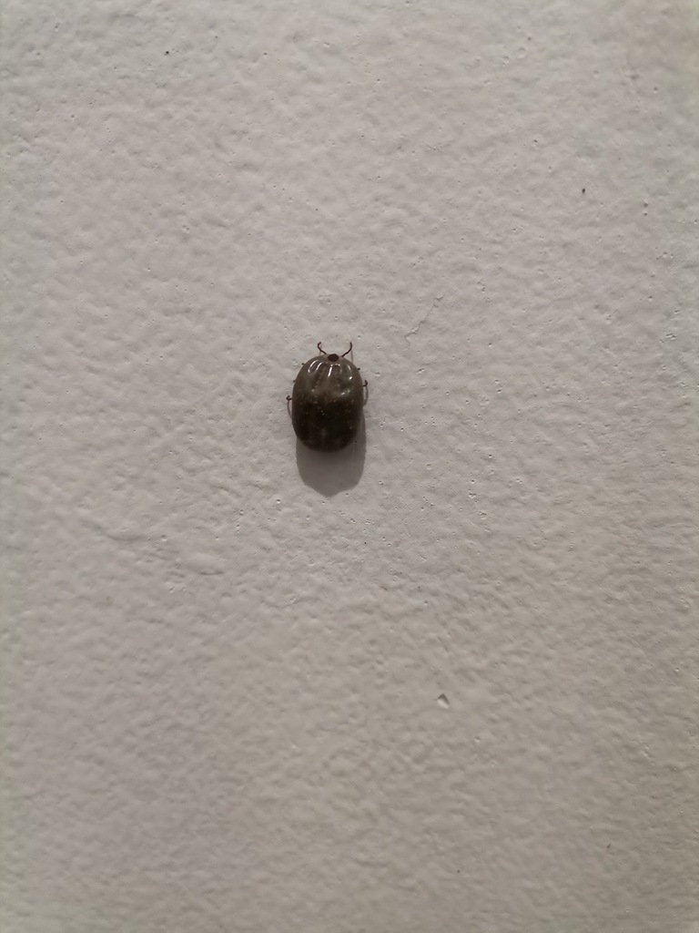 Hardbacked Ticks from Villescas, 33130 Pedro Meoqui, Chih., México on ...