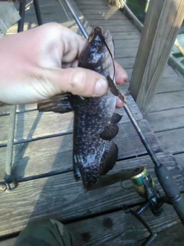 Spotted Bullhead from Franklin County, FL, USA on March 21, 2019 at 11: ...