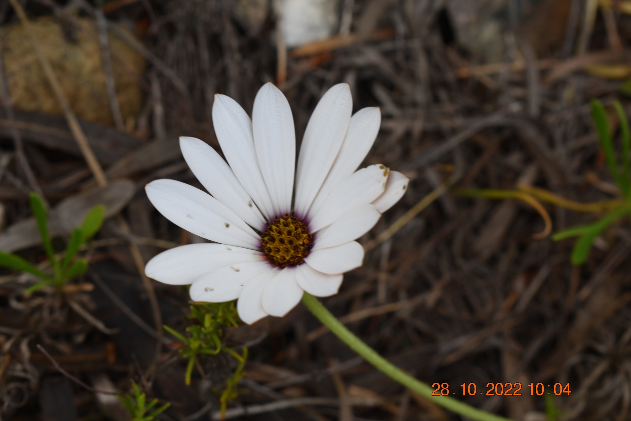 Dimorphotheca nudicaulis (L.) DC.