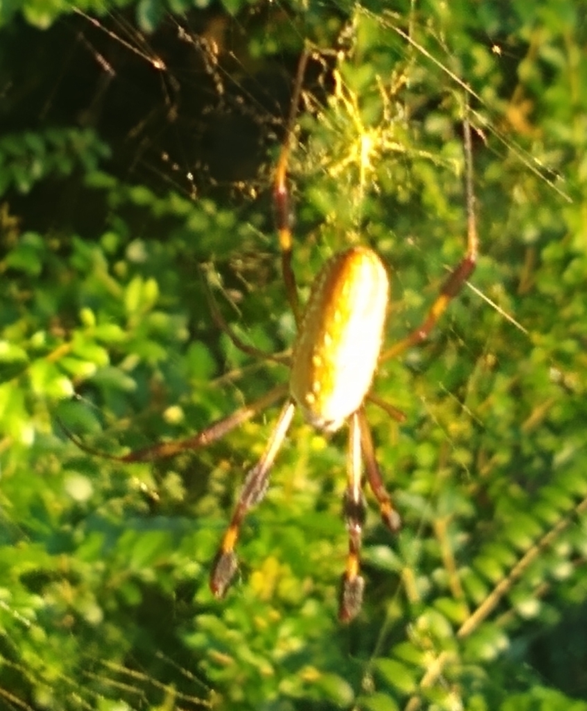 Golden Silk Spider in October 2022 by sunny tyson · iNaturalist