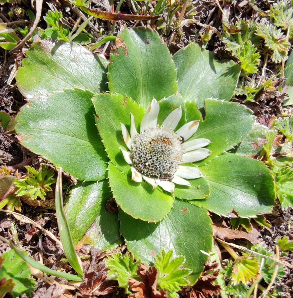 Eryngium humile (Plantas de Costa Rica asociadas a ecositemas de ...