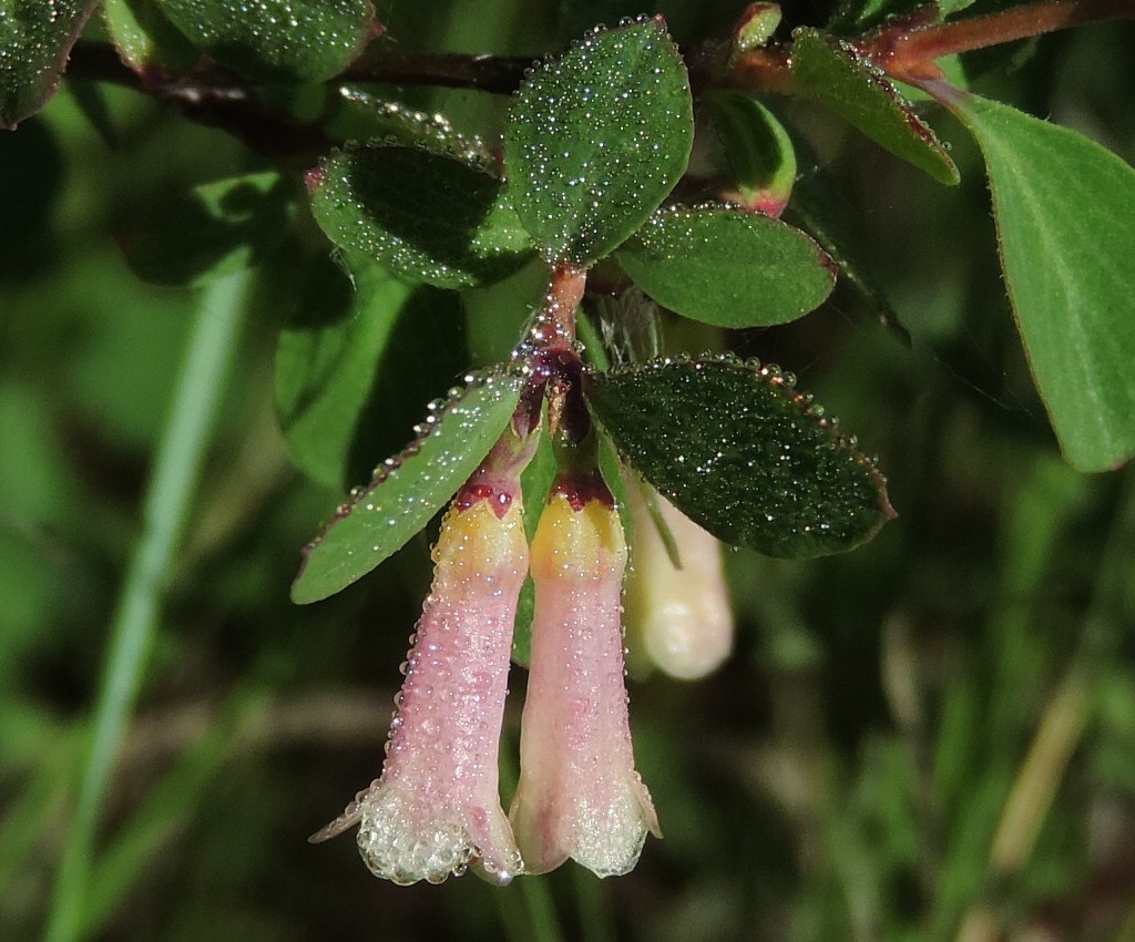 Roundleaf Snowberry (Plants of Chatfield State Park) · iNaturalist
