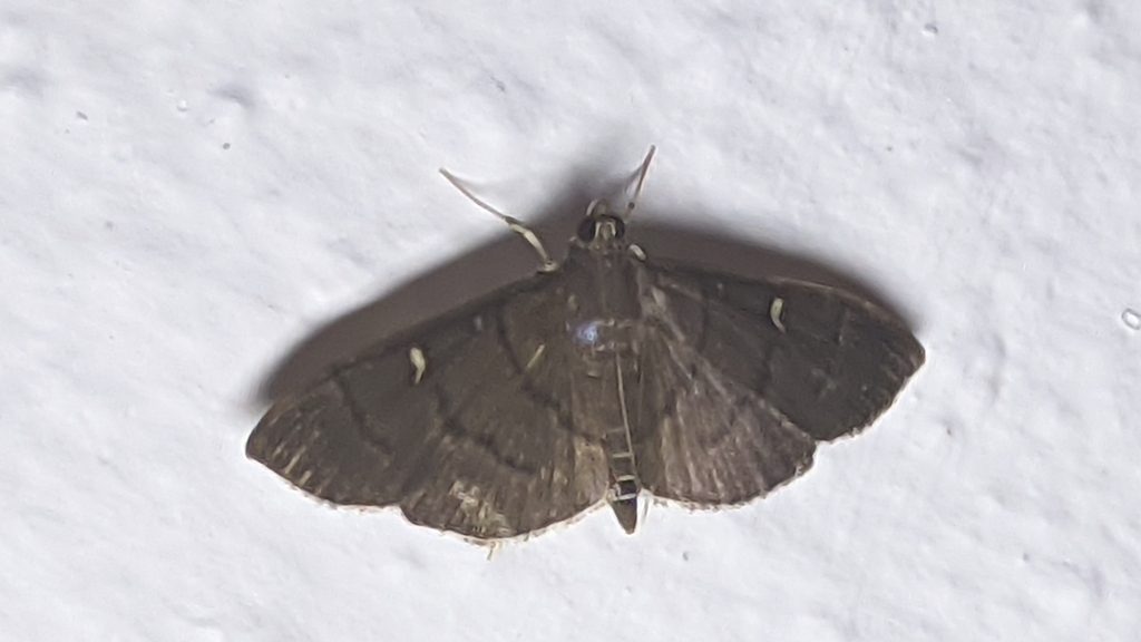 Pramadea lunalis from RF63+776, Edakkad, Kerala 670663, India on ...