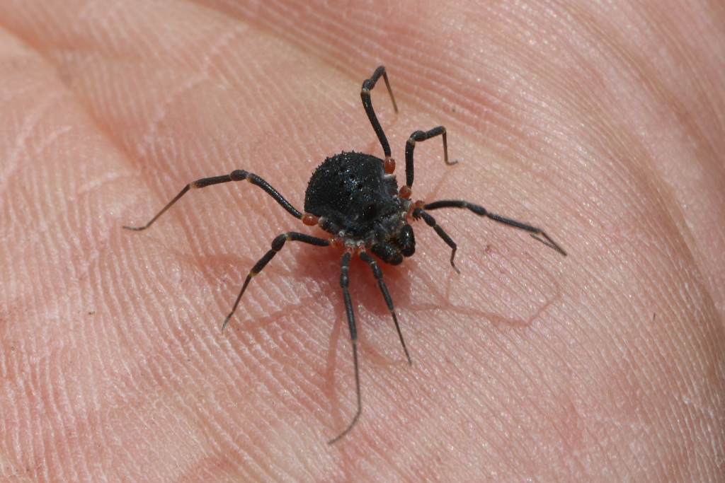 Triaenonychid Harvestmen from Helderberg Rural, Sir Lowry's Pass, 7135 ...