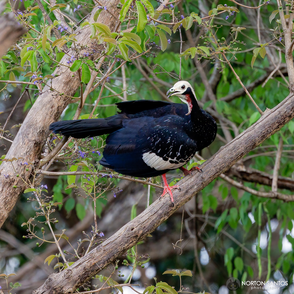 Piping-Guans (Pipile) - Avian Discovery