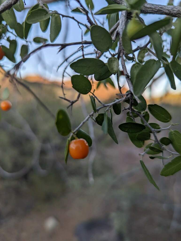 spiny hackberry from Gila County, AZ, USA on October 29, 2022 at 05:12 ...