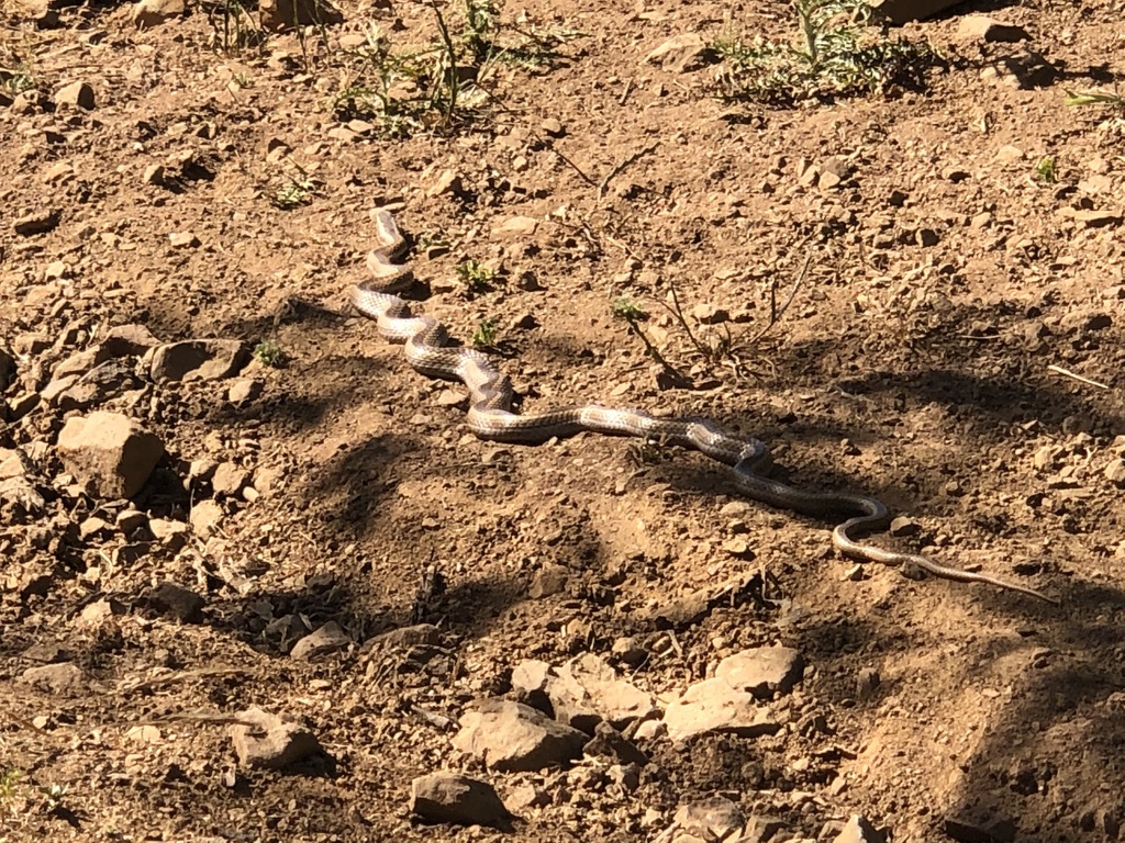 Chilean Green Racer from 5 Oriente, Papudo, Valparaíso, CL on November ...