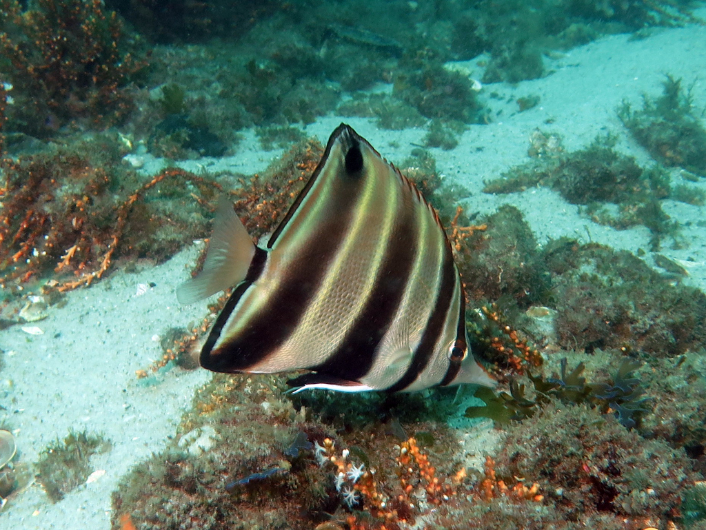 Eastern Talma (Fish of Randwick Council costal area: Coogee Beach and ...