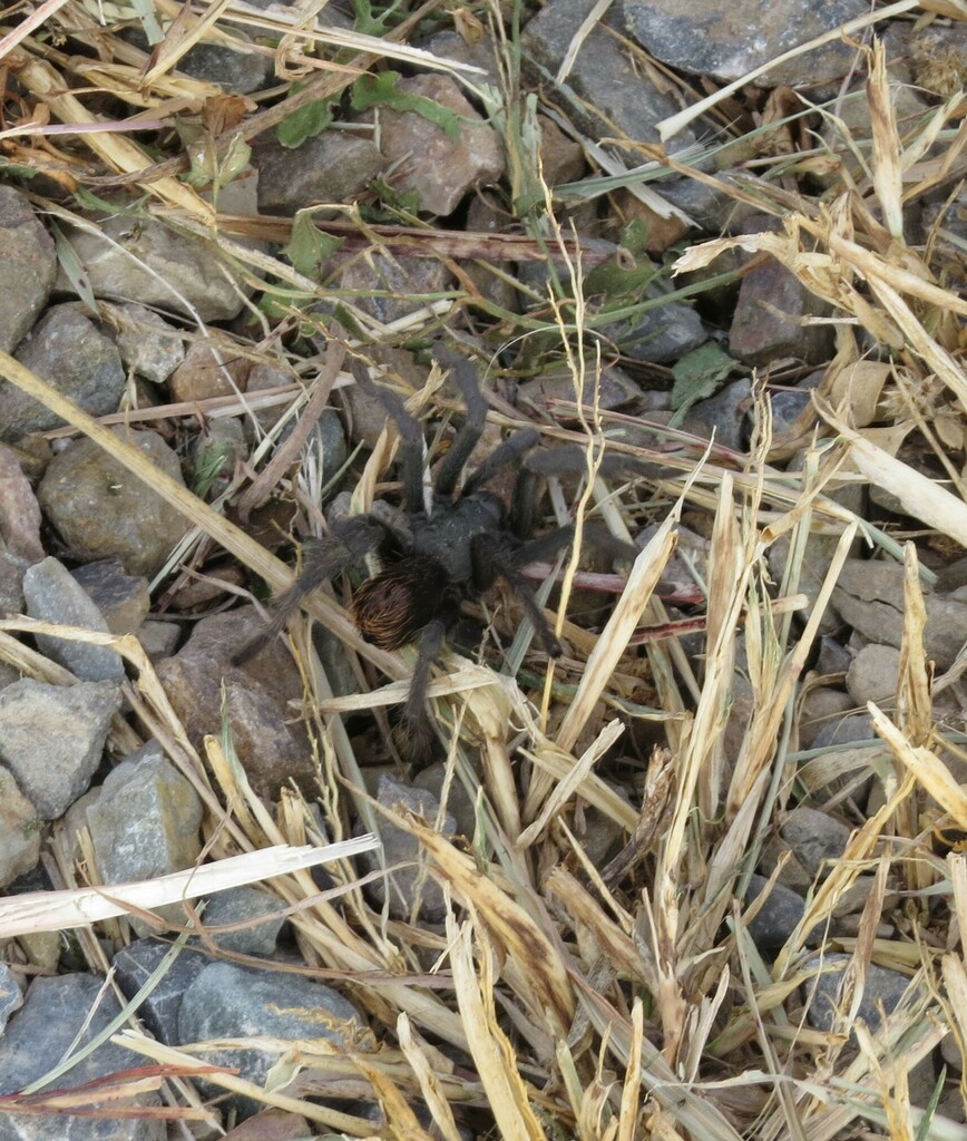 Tucson Bronze Tarantula from Sierra Vista Southeast, AZ, USA on ...