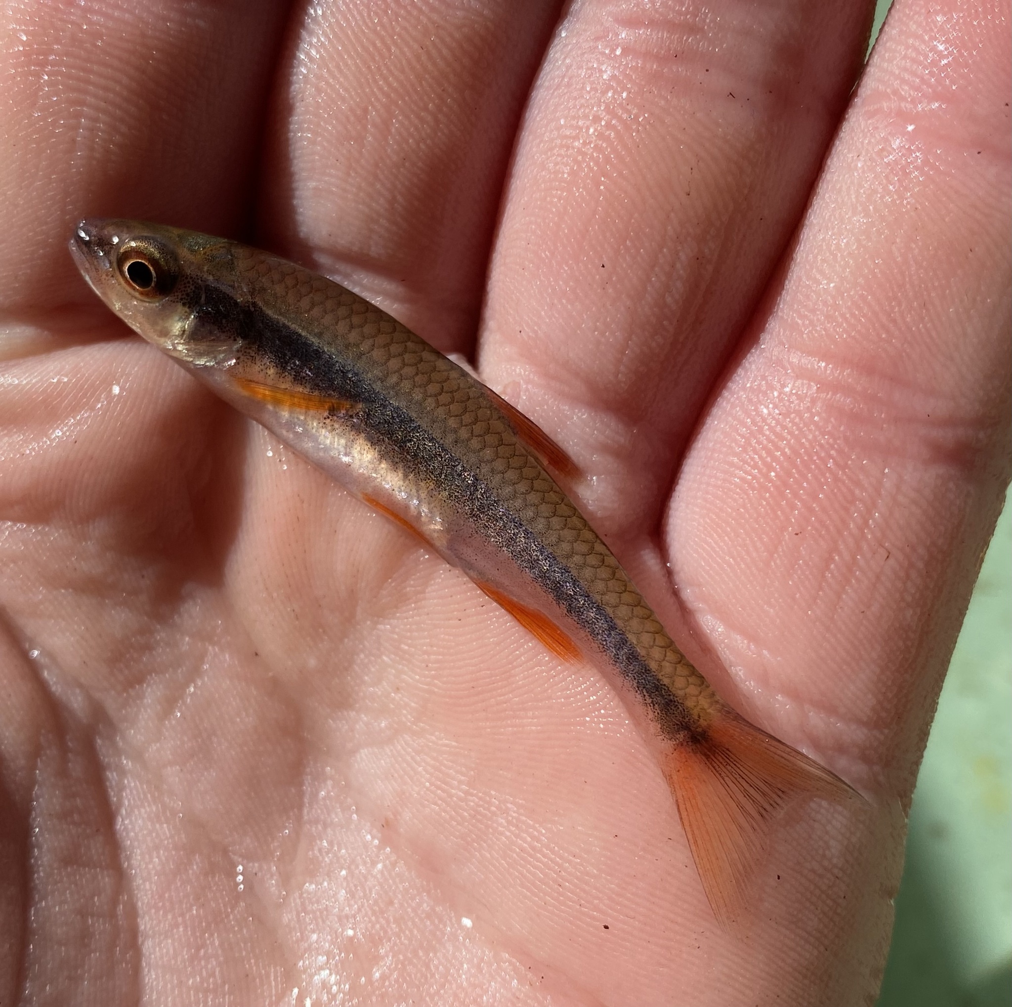 Notropis lutipinnis (Jordan & Brayton, 1878)