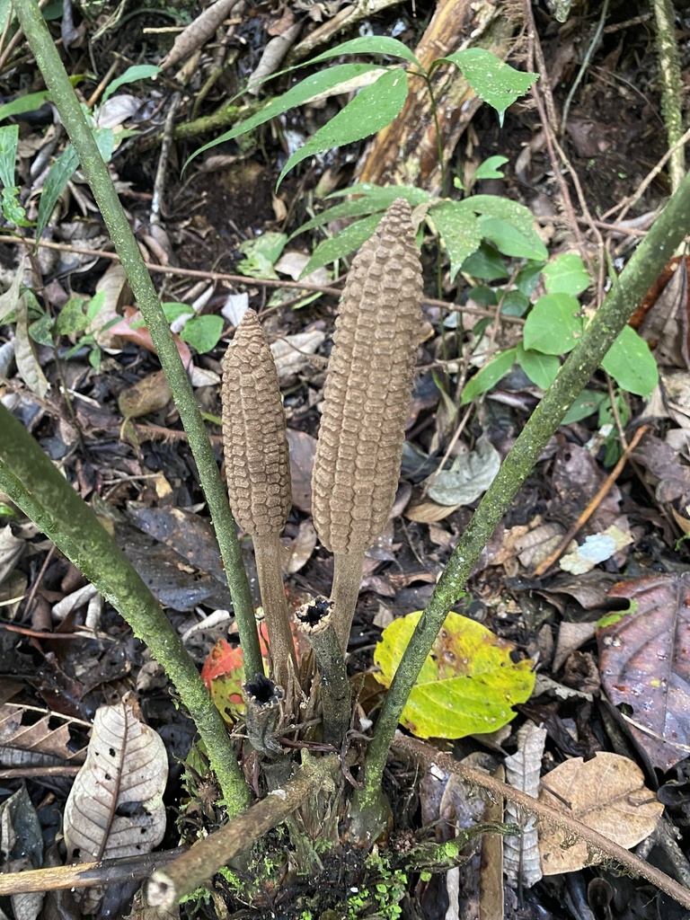 Zamia huilensis in November 2022 by Nelson Fabian Galindez Mutiz ...
