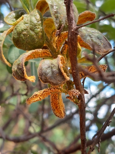 Aecidium royenae · iNaturalist