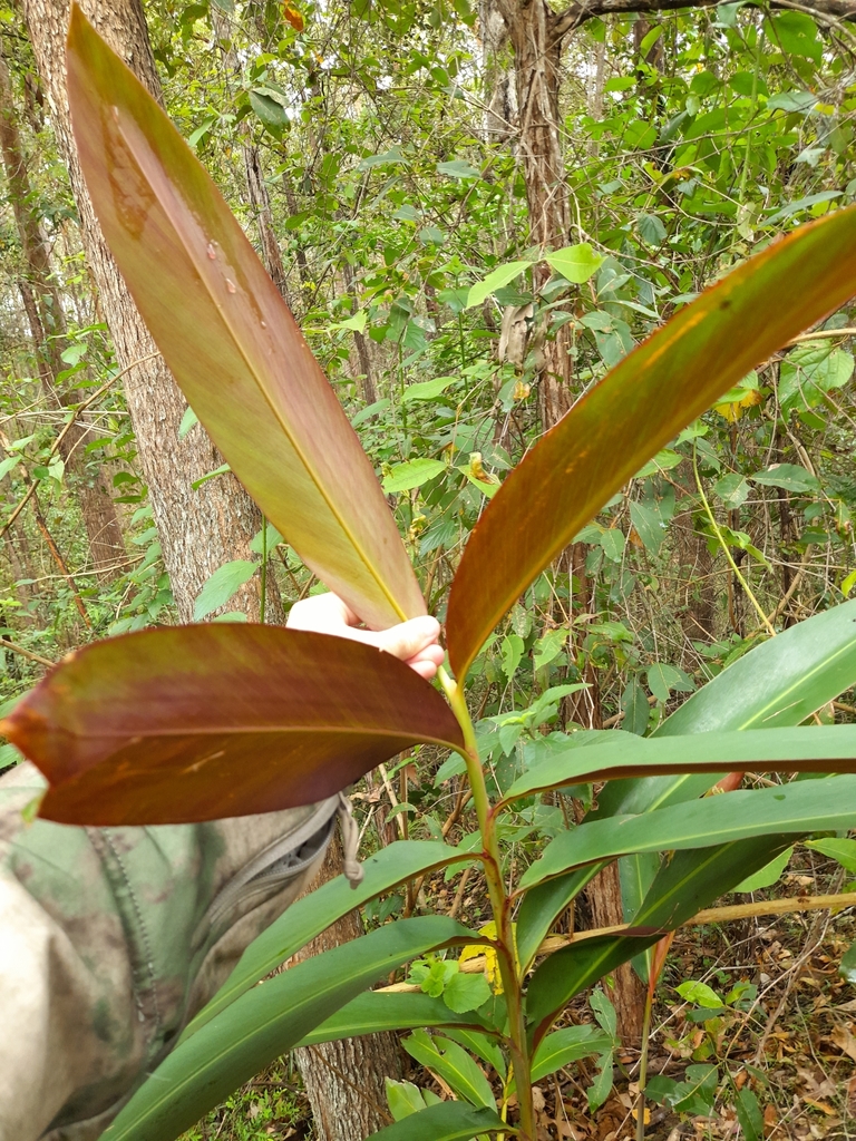 Native Ginger from Landsborough QLD 4550, Australia on November 1, 2022 ...