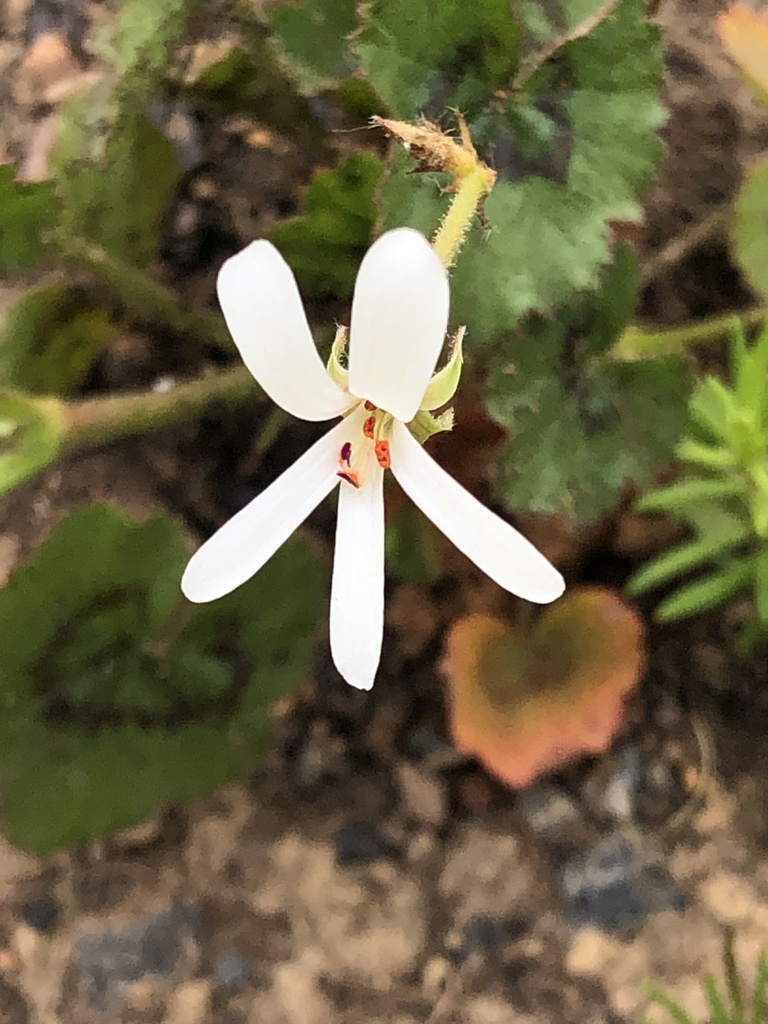 Long Storksbill from Helderberg Nature Reserve, Somerset West, WC, ZA ...